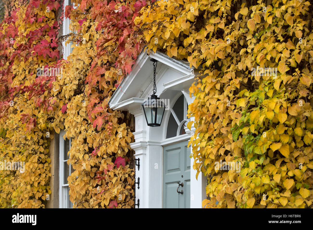 Virginia Creeper / American ivy and Climbing Hydrangea on a house in ...