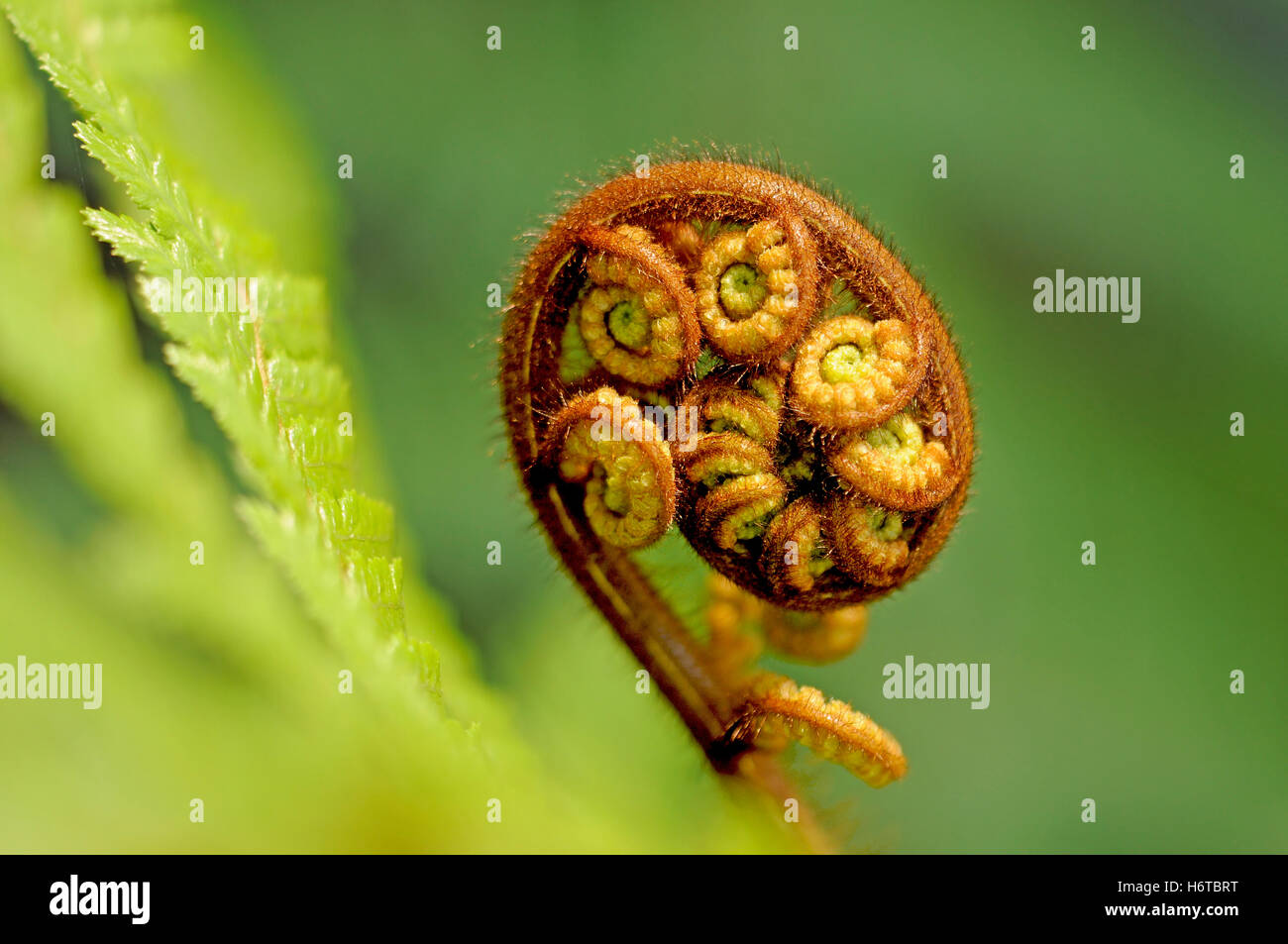 Weak plants hi-res stock photography and images - Alamy