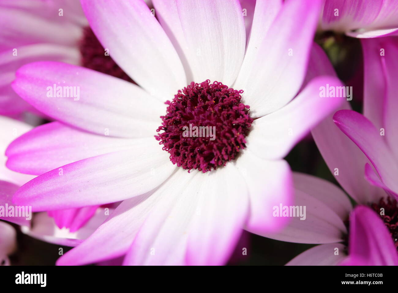 Colourful spring evergreen plants hi-res stock photography and images ...