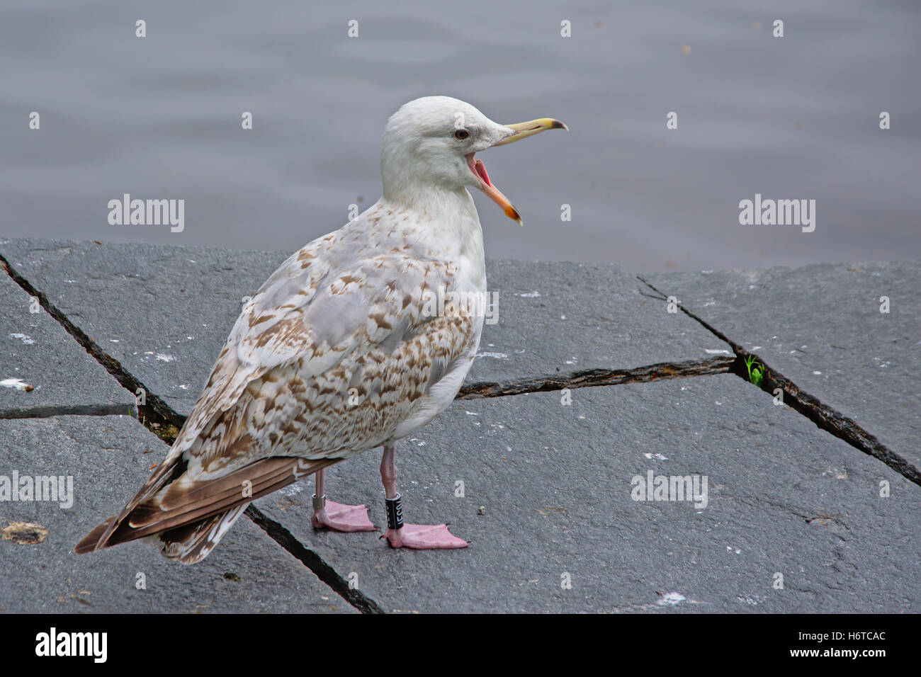 Brown and grey speckled seagull with wide open beak on a quay Stock ...