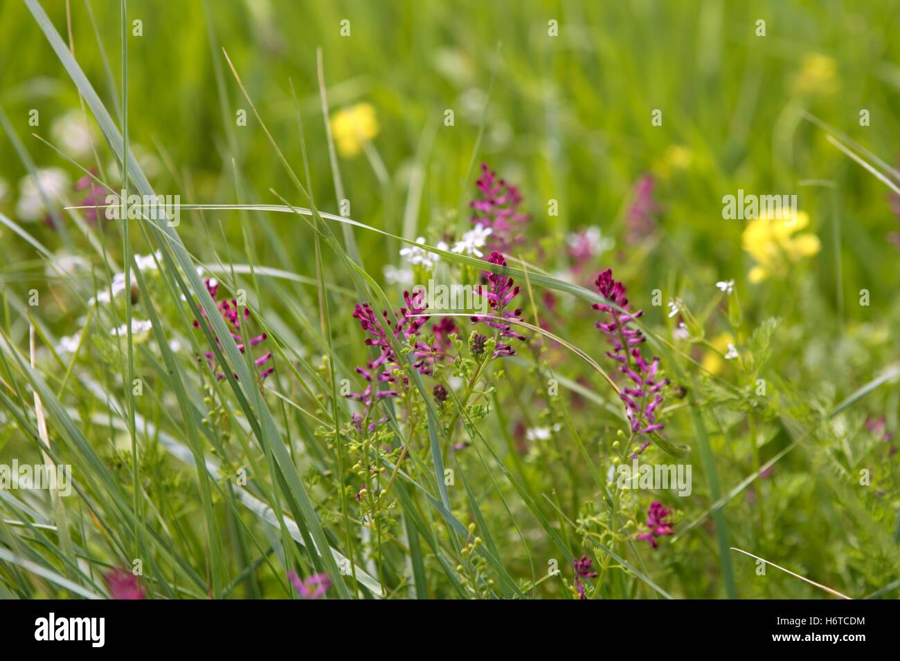 Leaf environment enviroment colour hi-res stock photography and images ...