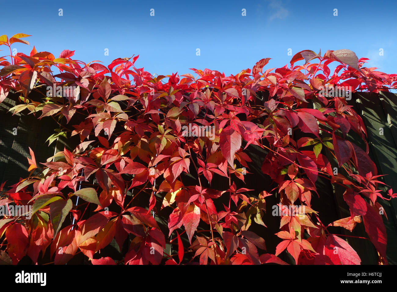 Virginia creeper red autumn hi-res stock photography and images - Alamy