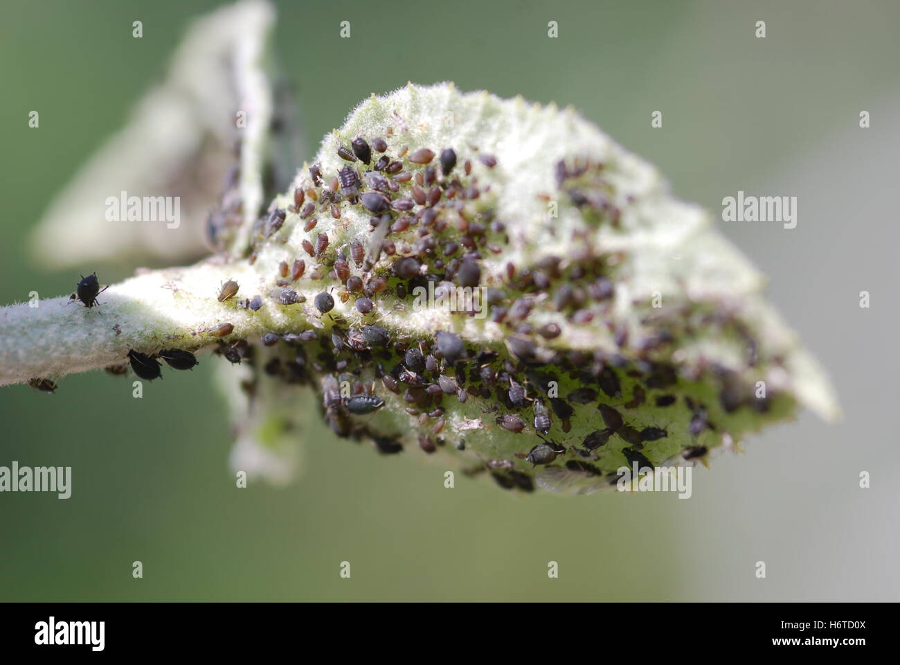 Insektenplage hi-res stock photography and images - Alamy