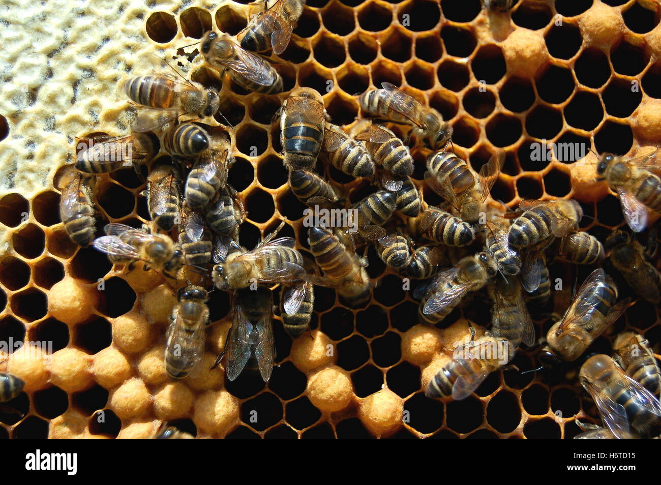 Spiders eating insects hi-res stock photography and images - Alamy