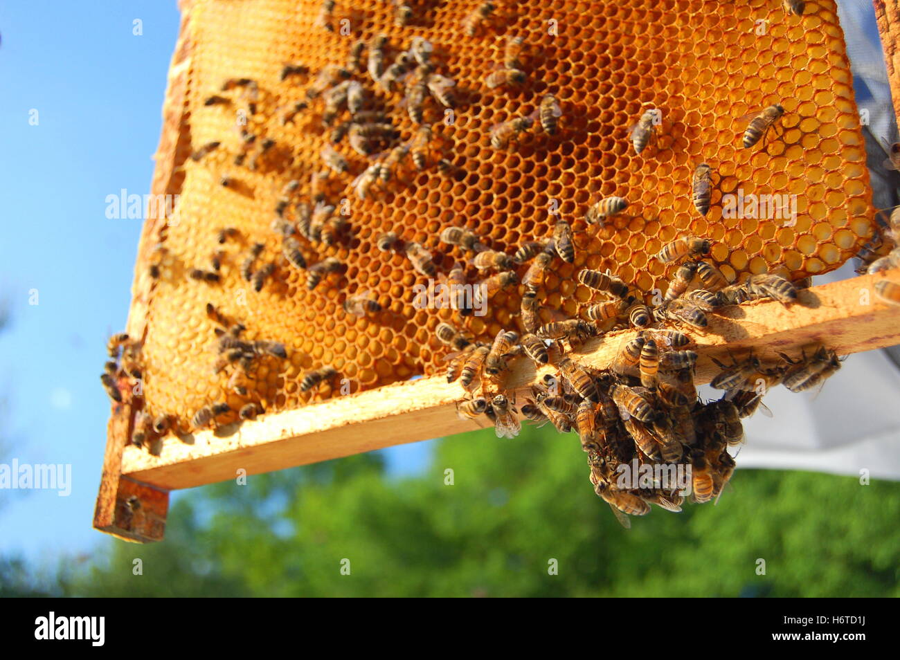 Lots of flying insects hi-res stock photography and images - Alamy