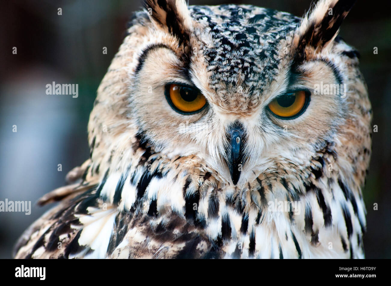 Birds eye view birds eyes hi-res stock photography and images - Alamy
