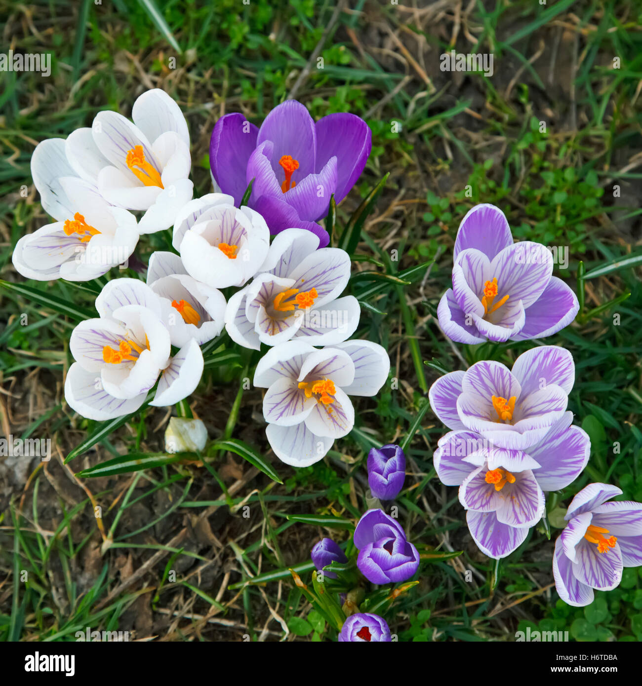 blue colour park flower plant ground soil earth humus bloom blossom ...