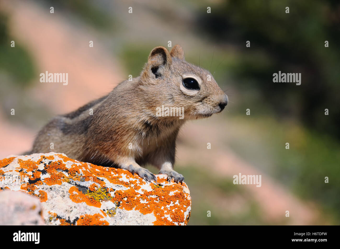 chipmuk - spotted and lined in bryce canyon Stock Photo - Alamy