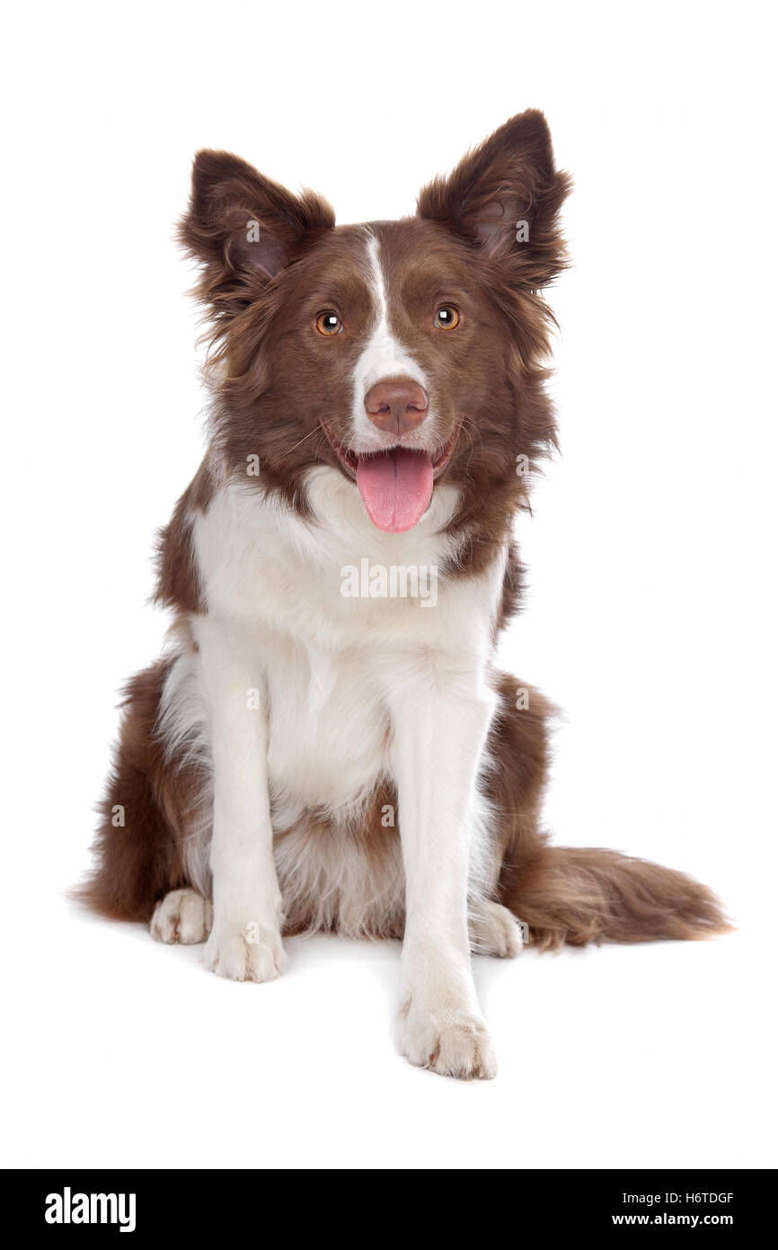 Mammal vertical animal animals hi-res stock photography and images - Alamy