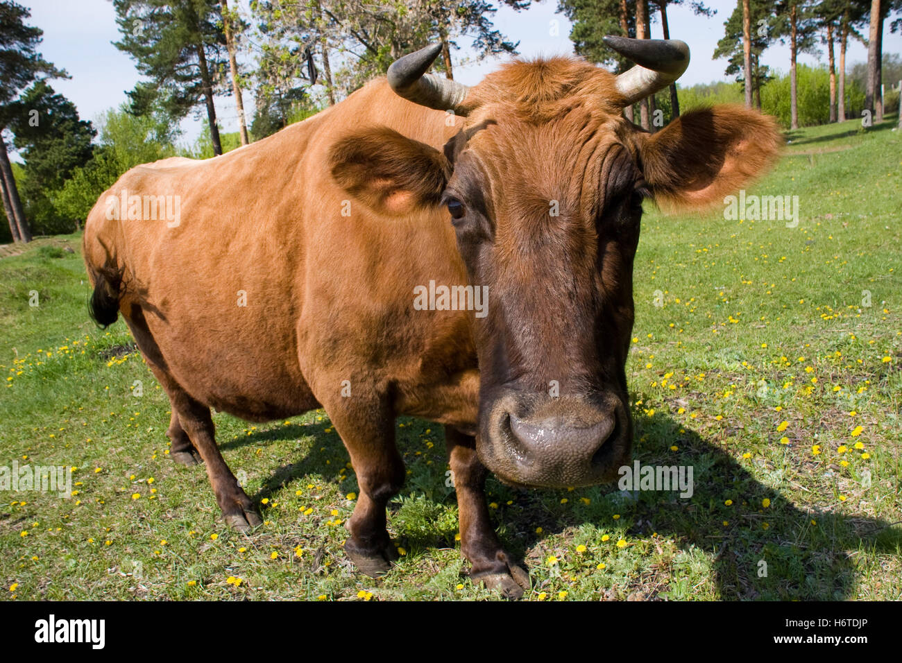 single animal mammal brown brownish brunette bull agriculture farming ...