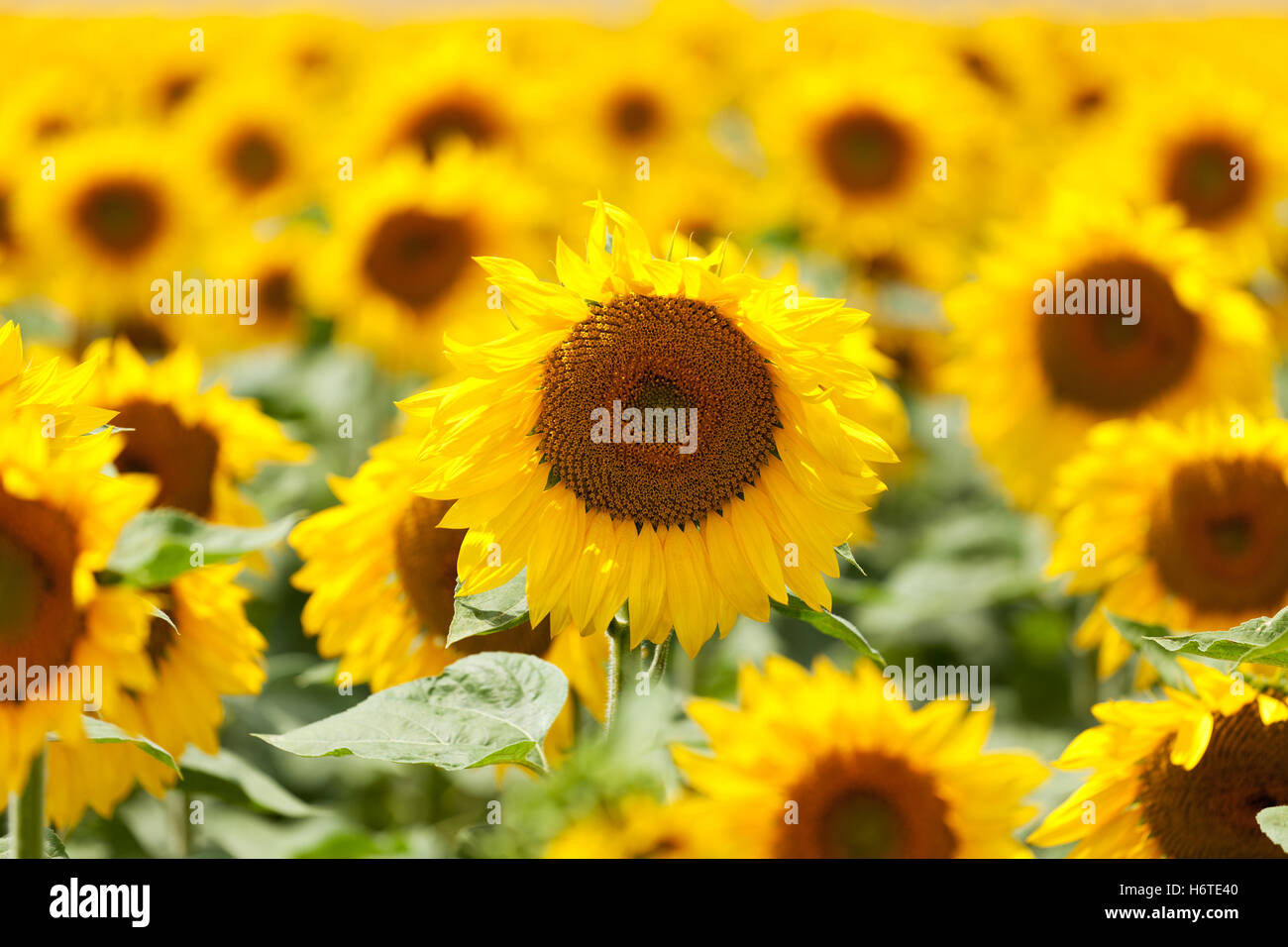 Sunflower bed hi-res stock photography and images - Alamy
