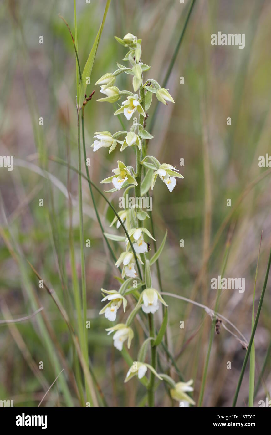 Swamp plant with flowers hi-res stock photography and images - Alamy