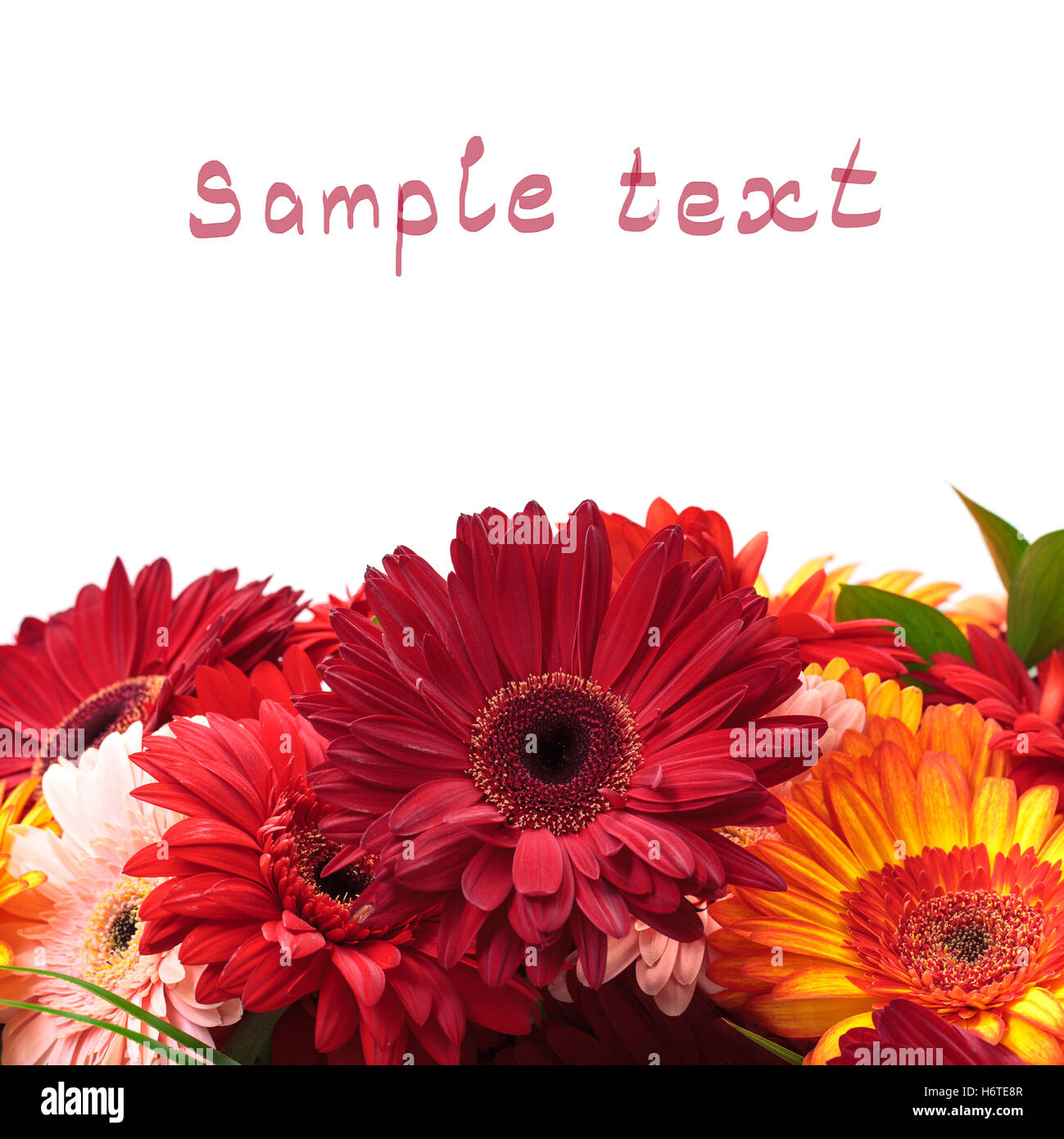 beautiful beauteously nice isolated closeup flower plant green bloom ...