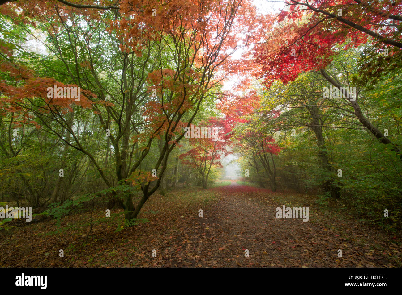 Alice Holt Forest - Spectacular autumn colours (colors) in woodland in ...