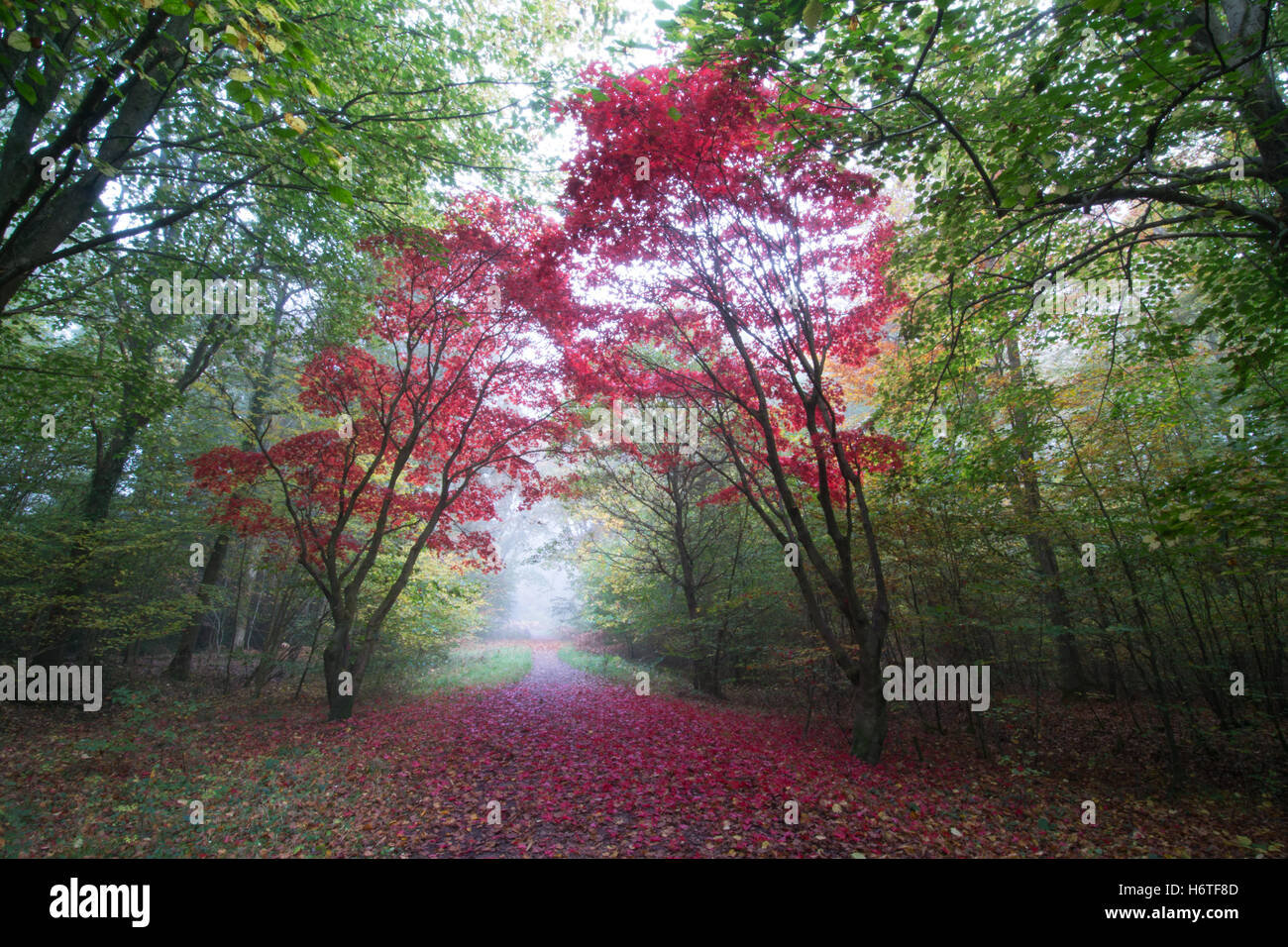 Alice Holt Forest - Spectacular autumn colours (colors) in woodland in ...