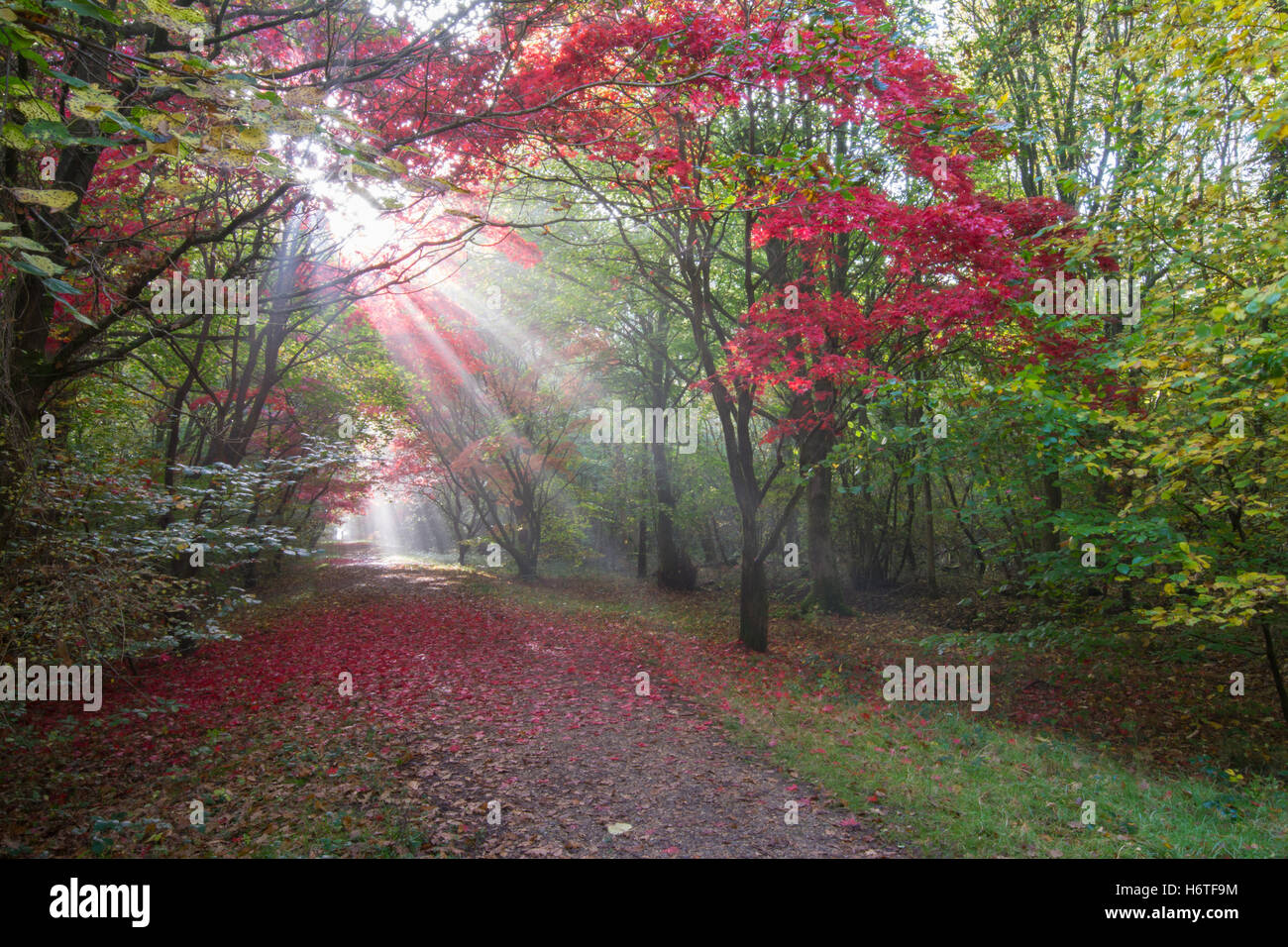 Alice Holt Forest - Spectacular autumn colours (colors) in woodland in ...