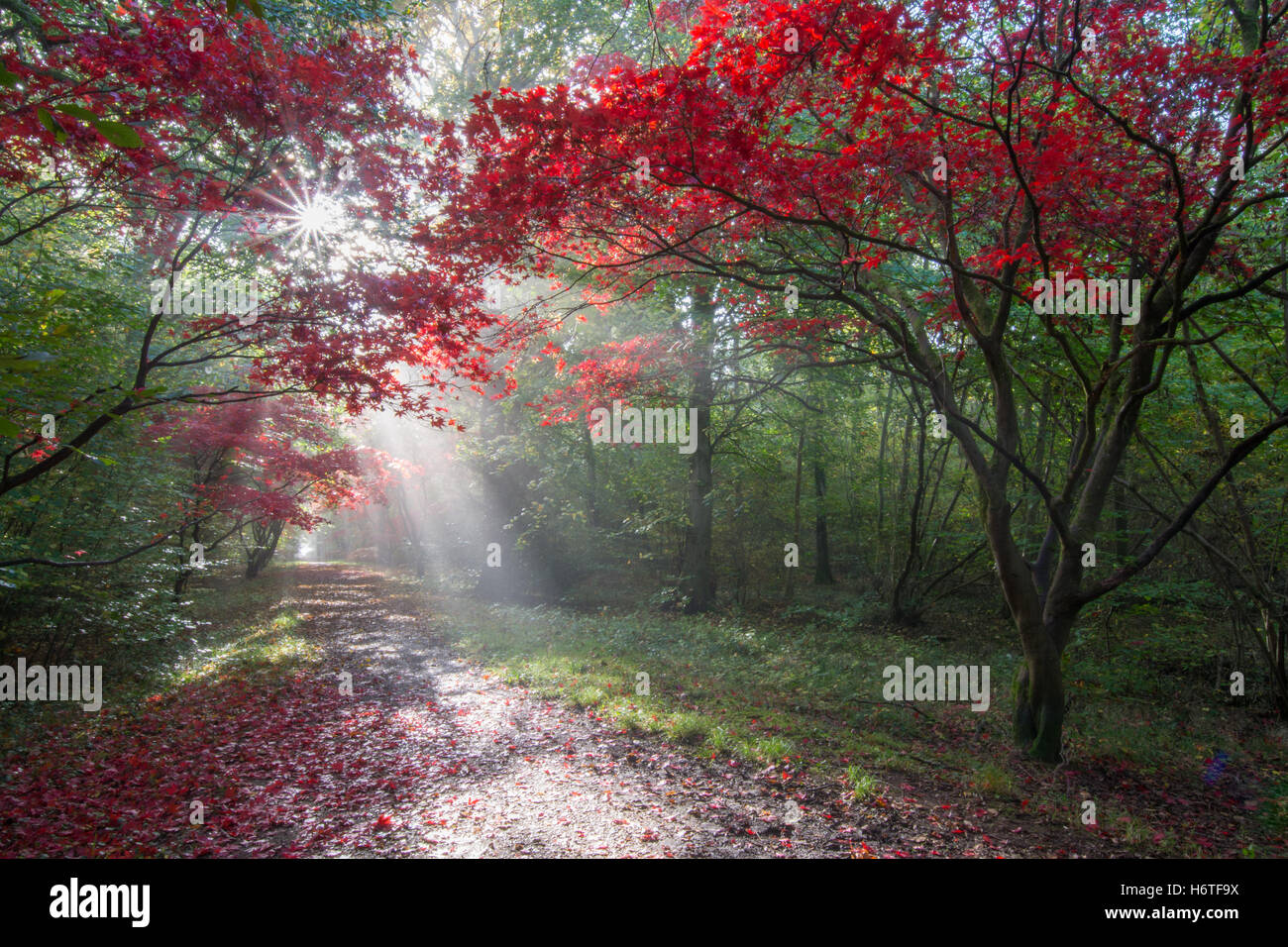Alice Holt Forest - Spectacular autumn colours (colors) in woodland in ...