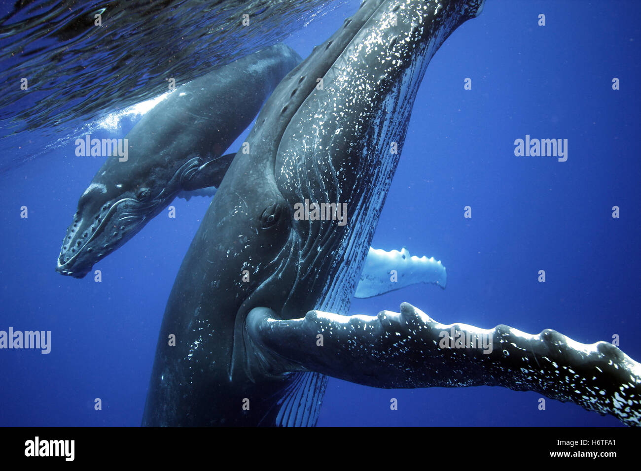 pacific, salt water, sea, ocean, water, dive, whale, dolphin, pacific ...