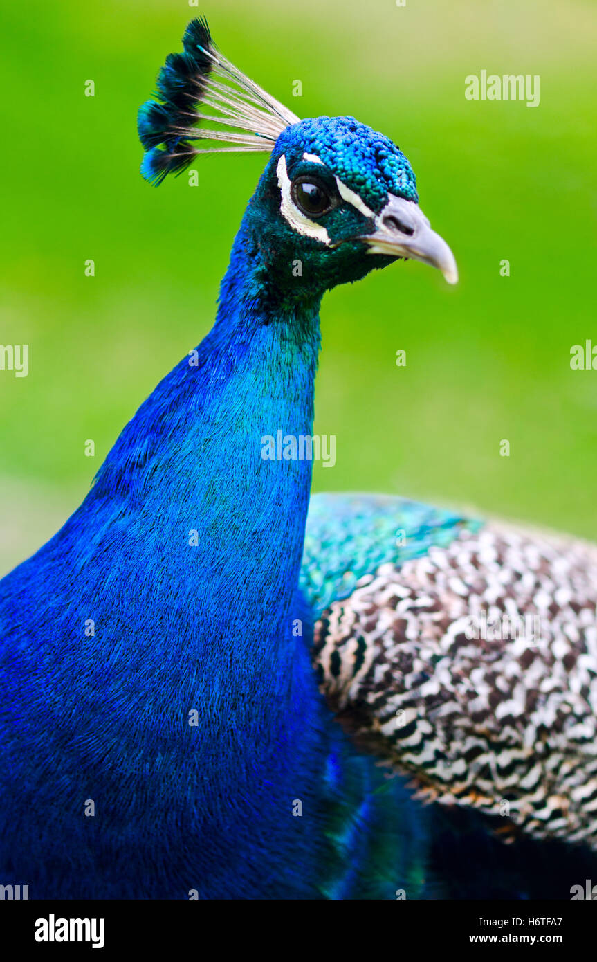 Male vibrant colour hi-res stock photography and images - Alamy