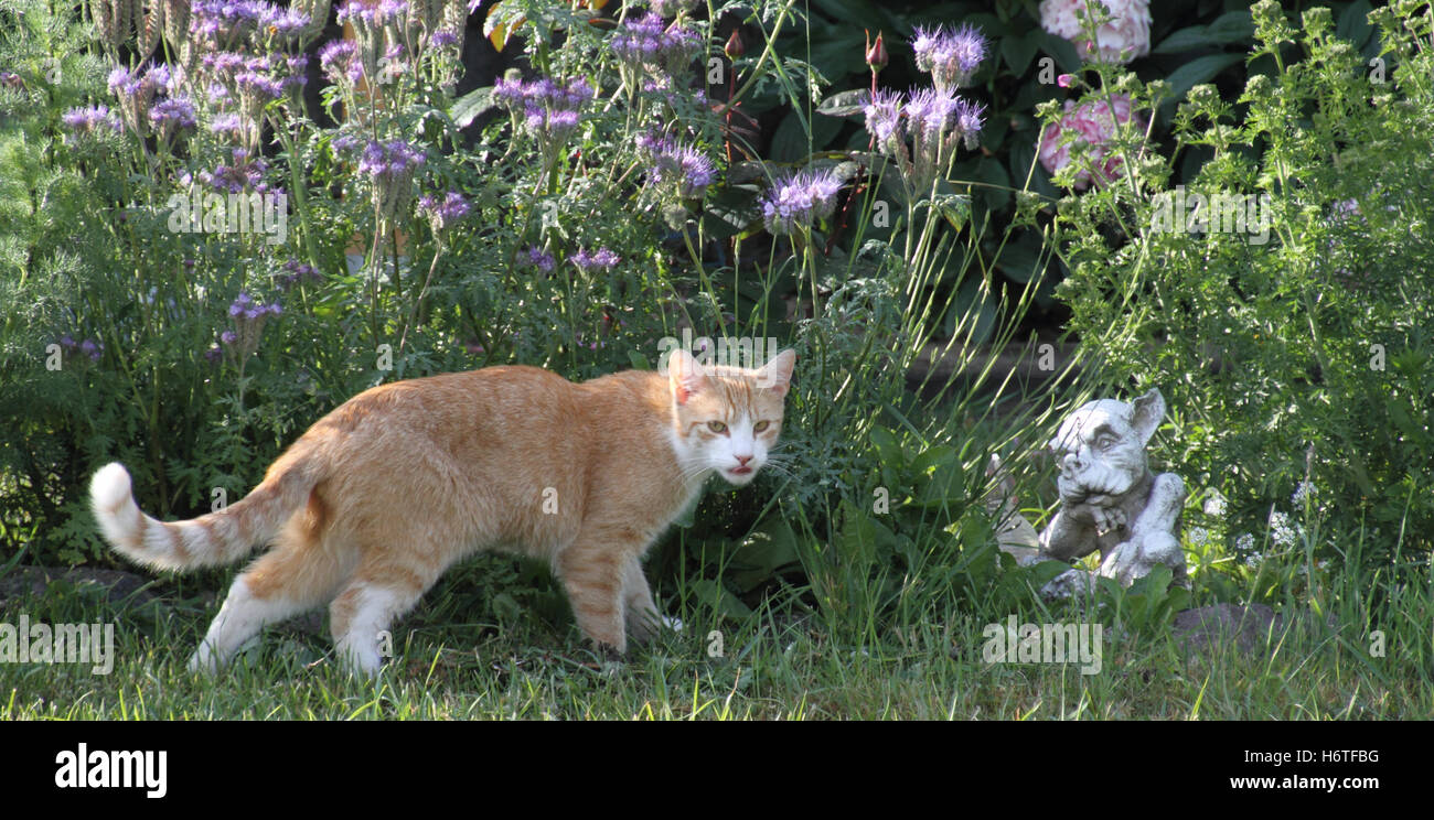garden, animal, pet, gardens, pussycat, cat, domestic cat, garden ...