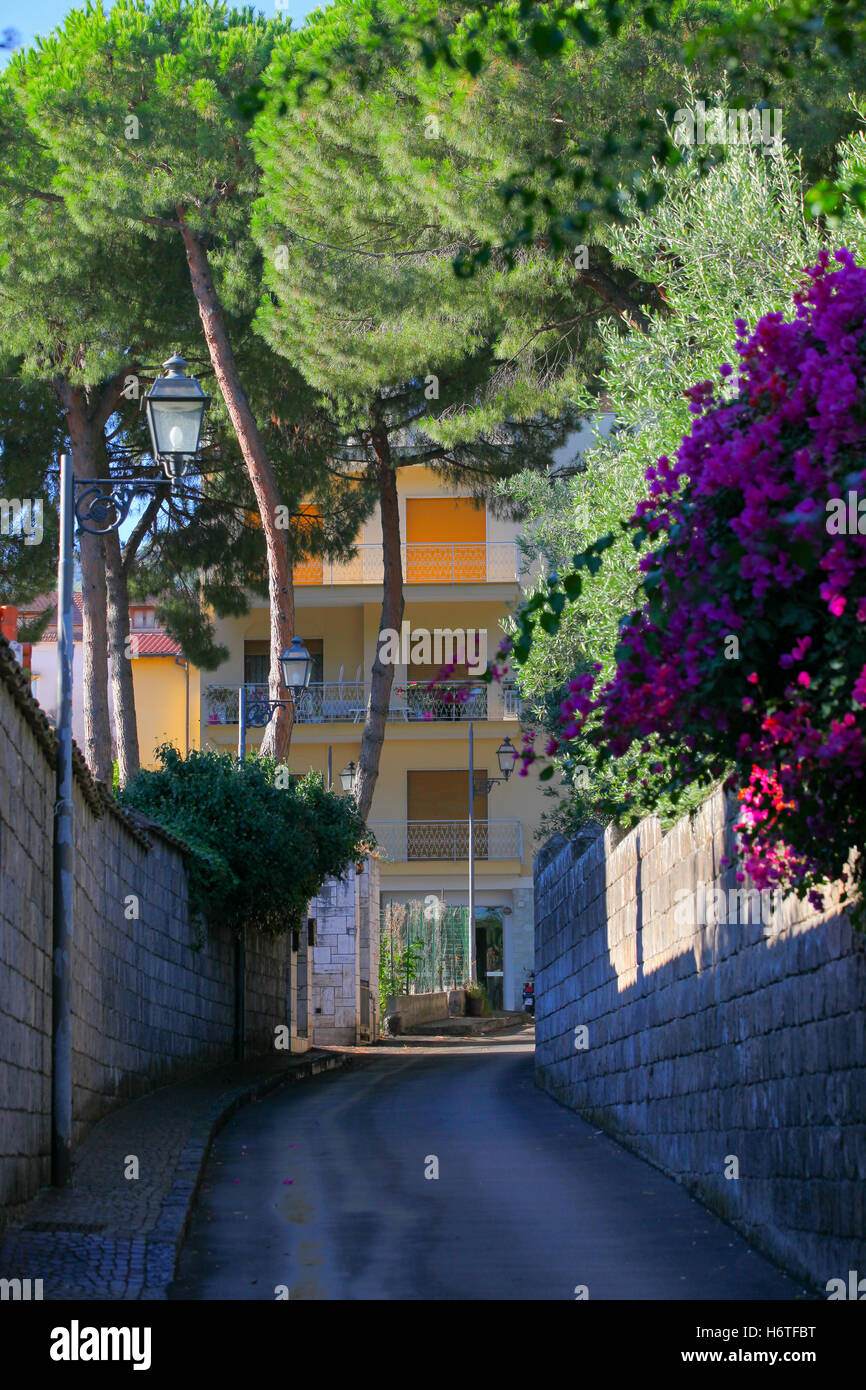 Ally back street flats trees vegetation road high wall walls shaded ...