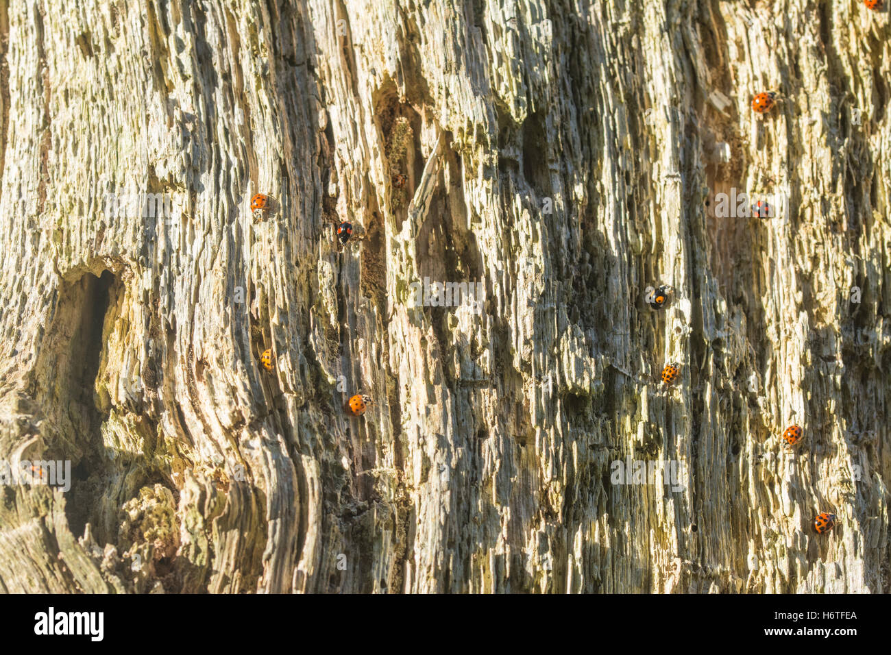 Ladybird swarm uk hi-res stock photography and images - Alamy