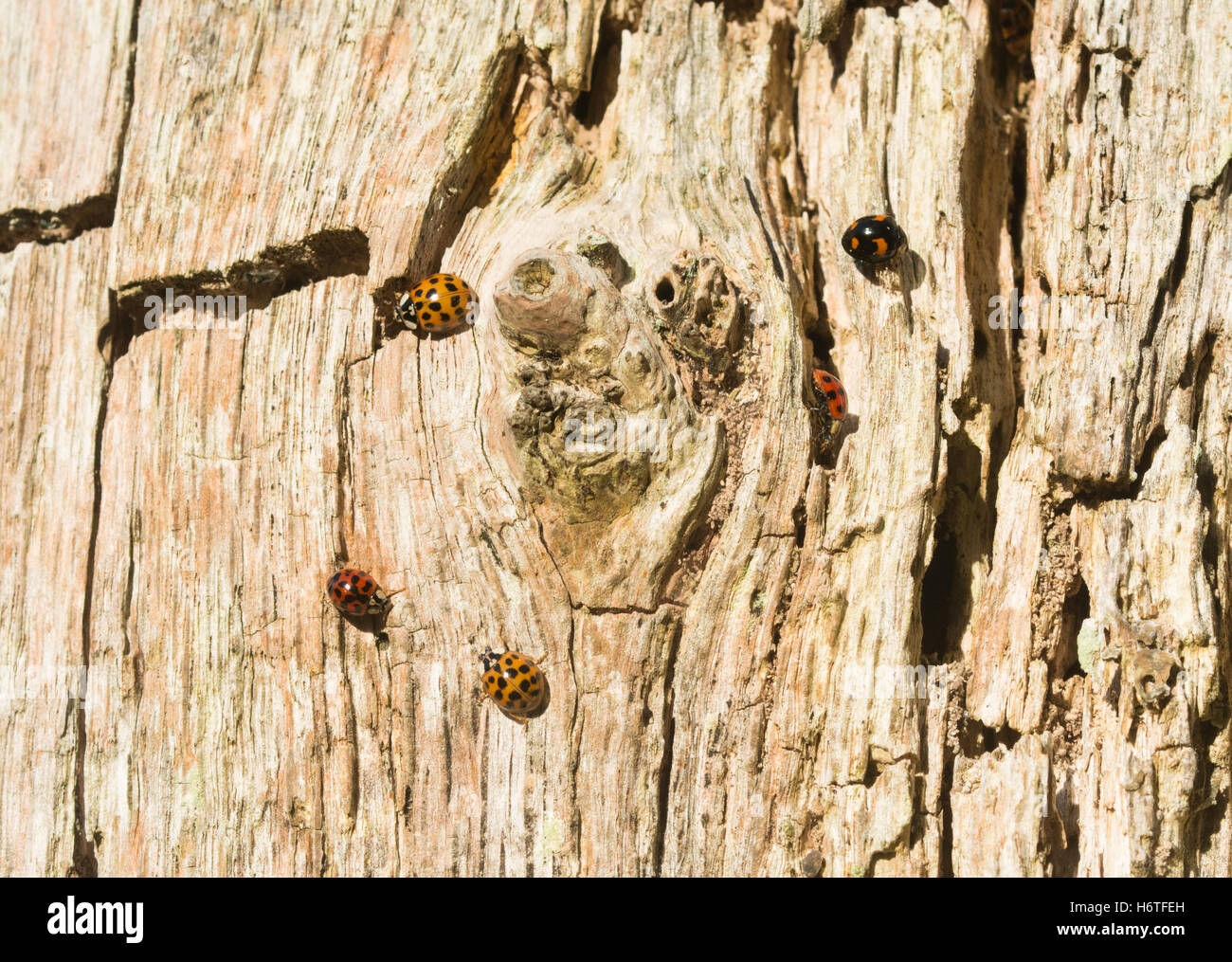 Ladybug beetles swarm hi-res stock photography and images - Alamy