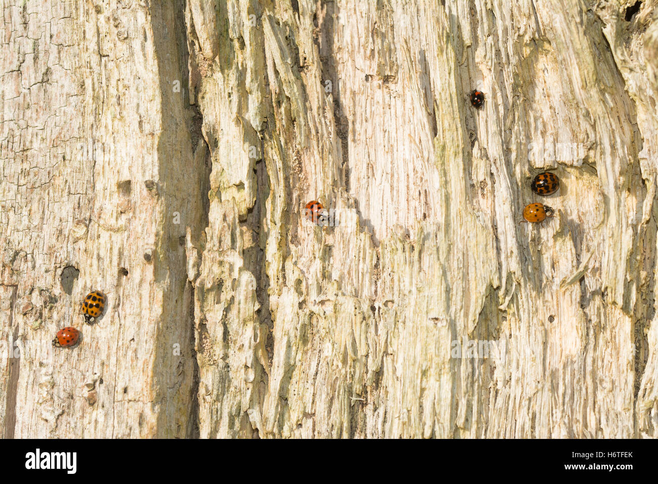 Ladybird swarm uk hi-res stock photography and images - Alamy