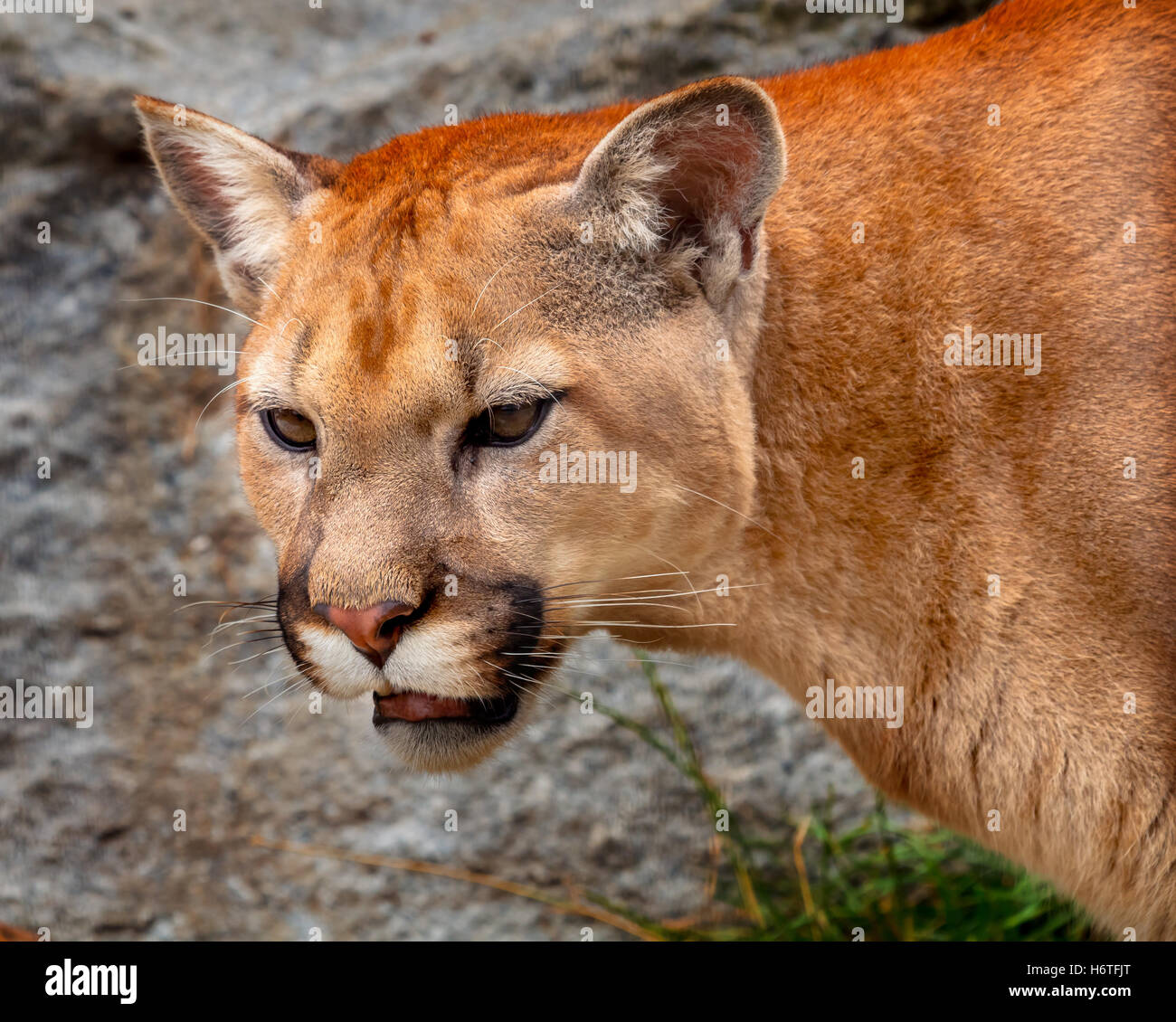 close, big, large, enormous, extreme, powerful, imposing, immense ...