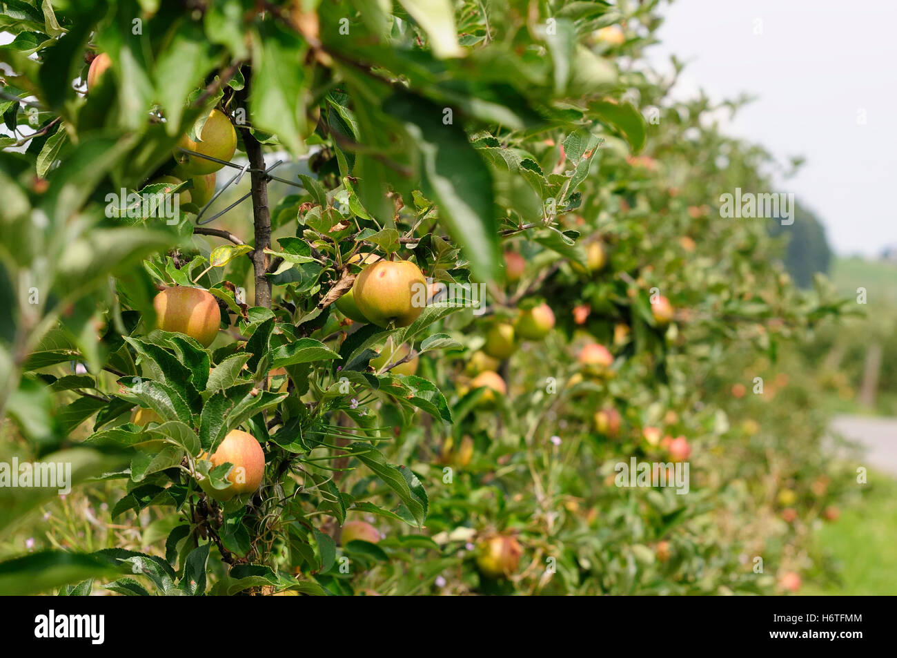 agriculture, farming, field, fruit, apples, apple, fields, orcharding ...