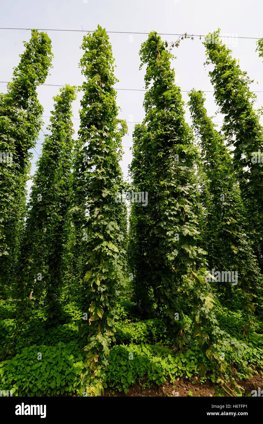 Twiners plant hi-res stock photography and images - Alamy