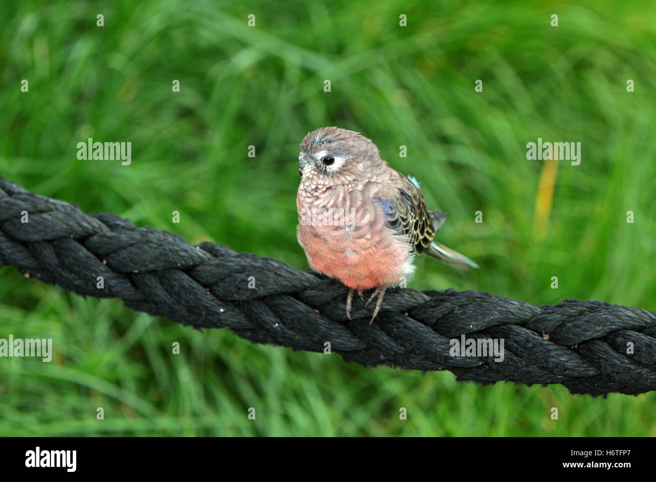 animal, pet, bird, birds, australia, parakeet, australian, parrot Stock ...