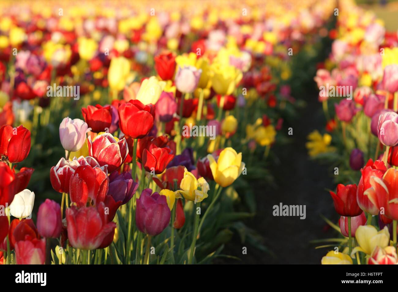colour, field, flower, flowers, plant, tulips, farm, growth, color ...