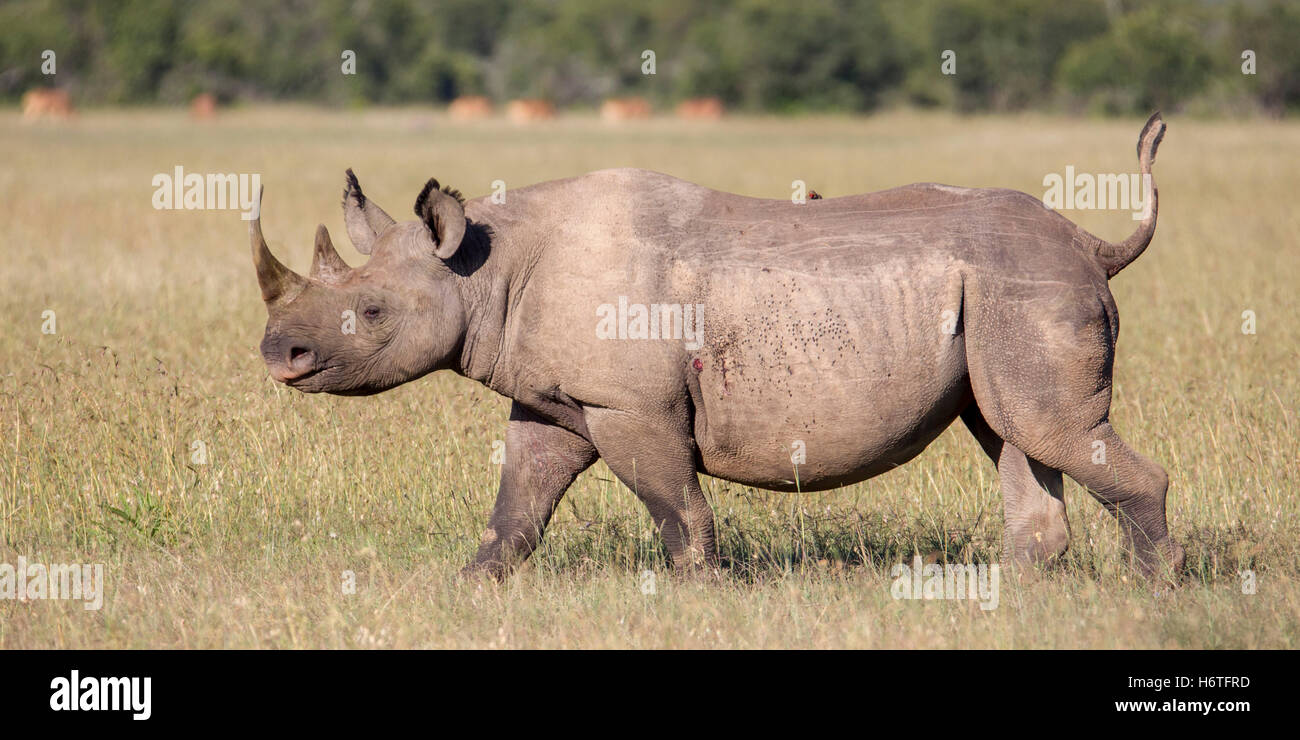 Black rhinoceros running hi-res stock photography and images - Alamy