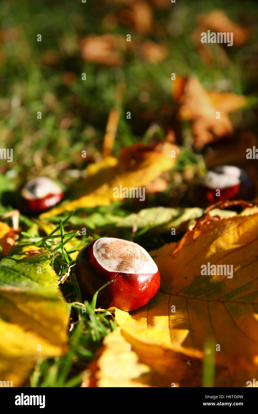 chestnuts on a meadow Stock Photo - Alamy