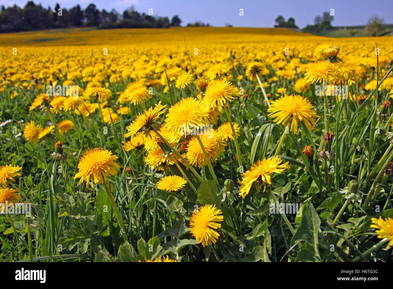 dandelion dandelion field Stock Photo - Alamy