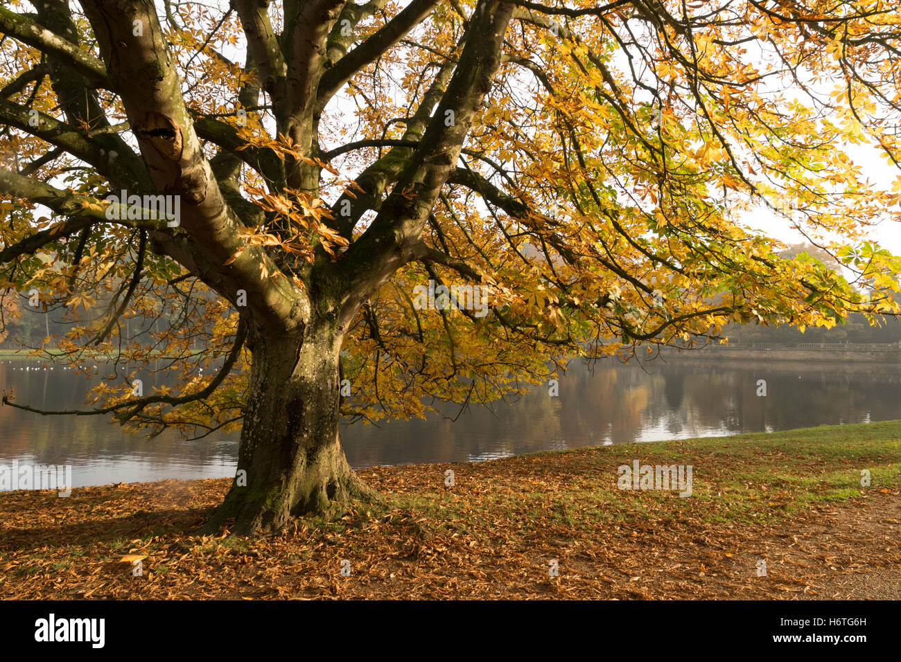 horse chestnut autumn at Studley Royal water gardens Stock Photo - Alamy
