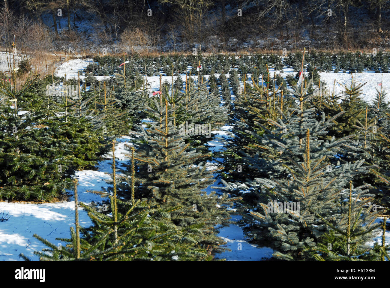 Row of christmas trees hi-res stock photography and images - Alamy