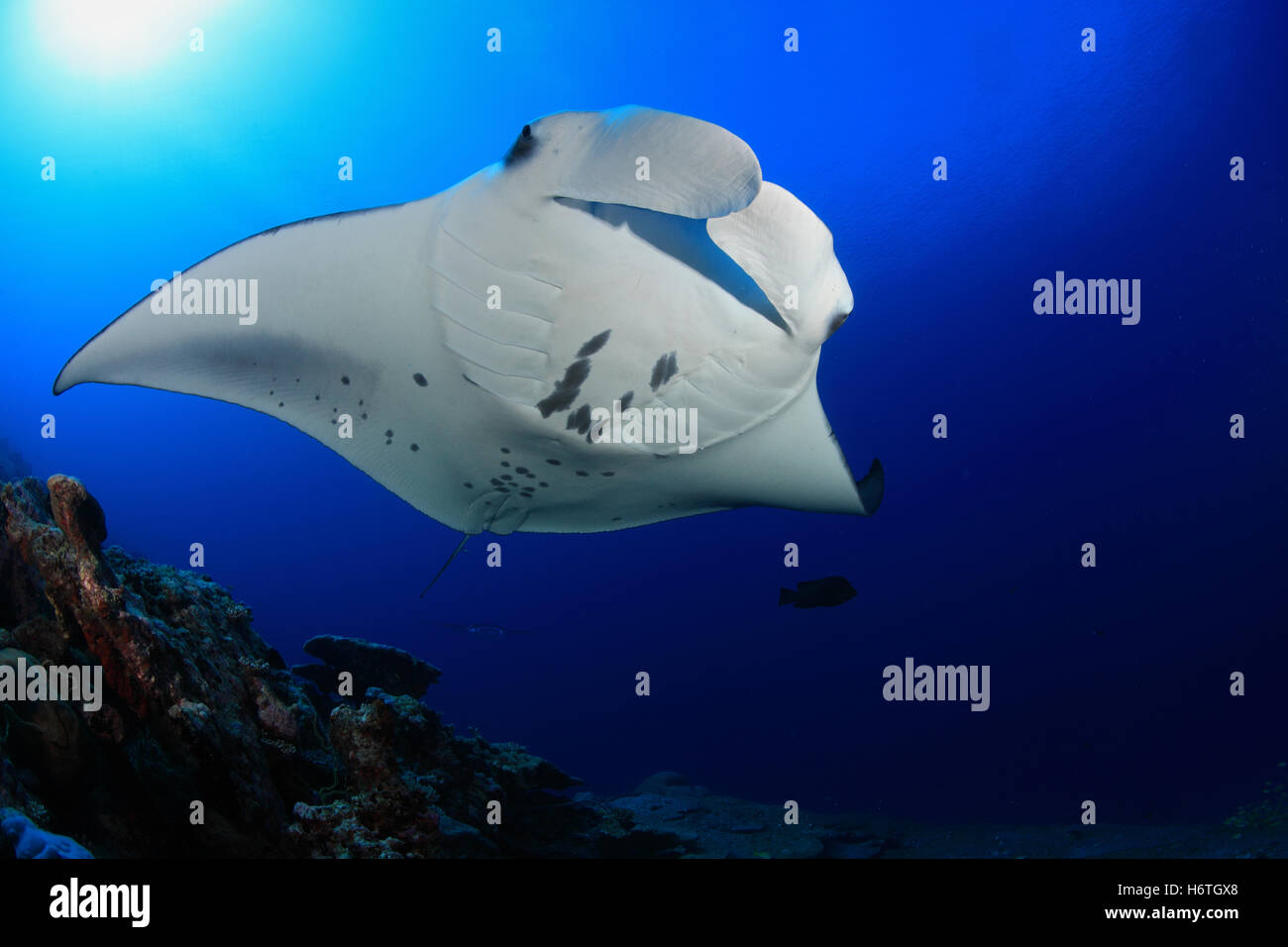 underwater, skate, salt water, sea, ocean, water, nature, blue ...