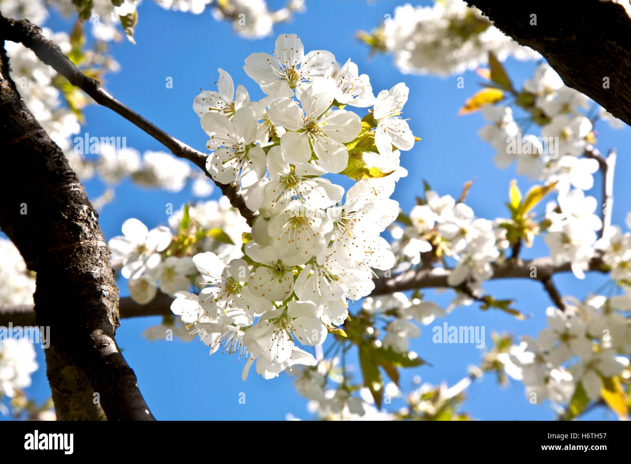 beautiful, beauteously, nice, tree, bloom, blossom, flourish ...