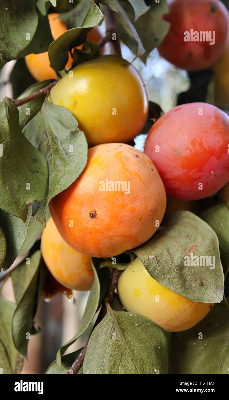 autumn harvest of Italian Persimmon or Sharon fruit Stock Photo - Alamy