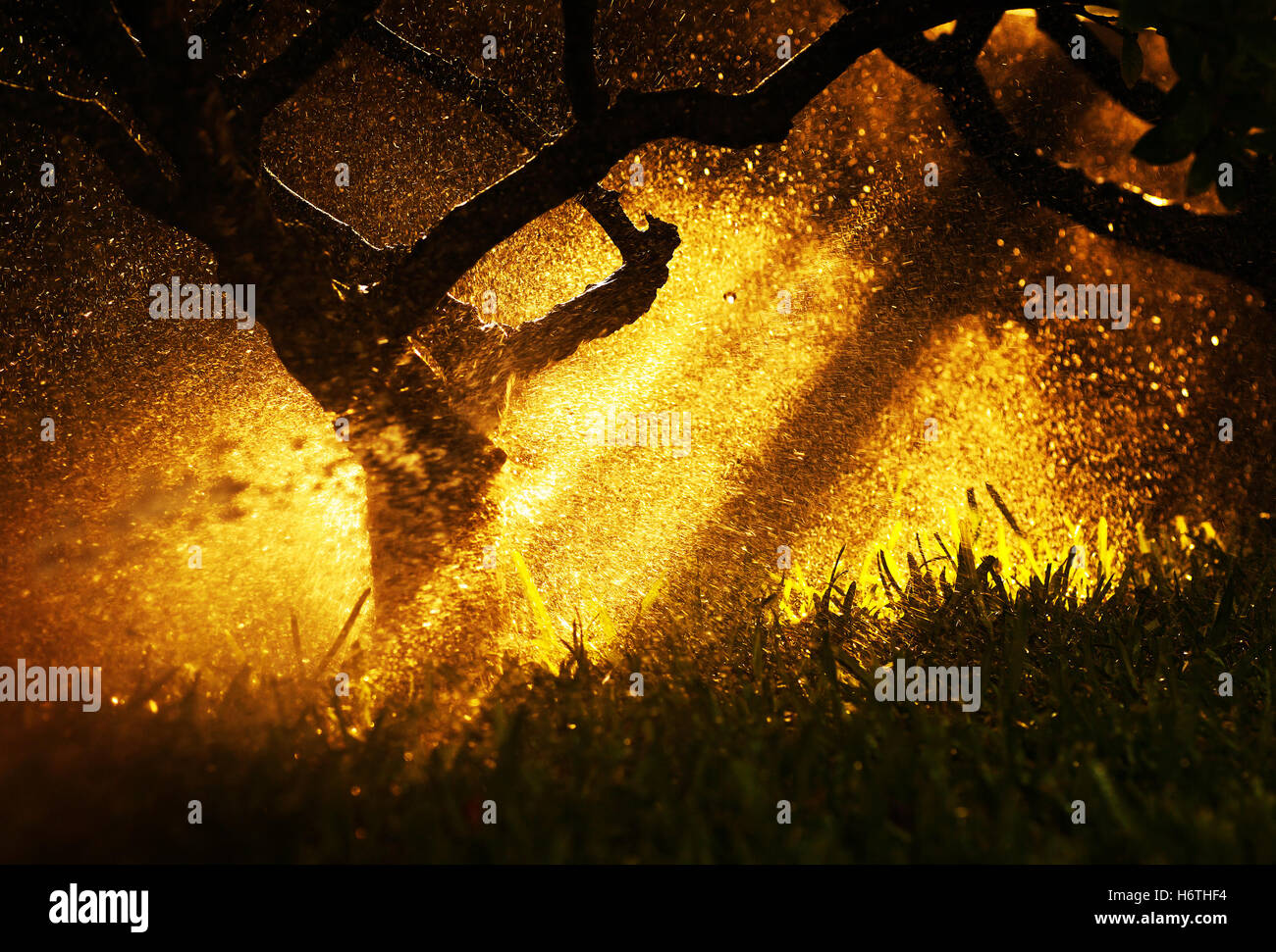 Nice sunset with trees hi-res stock photography and images - Alamy