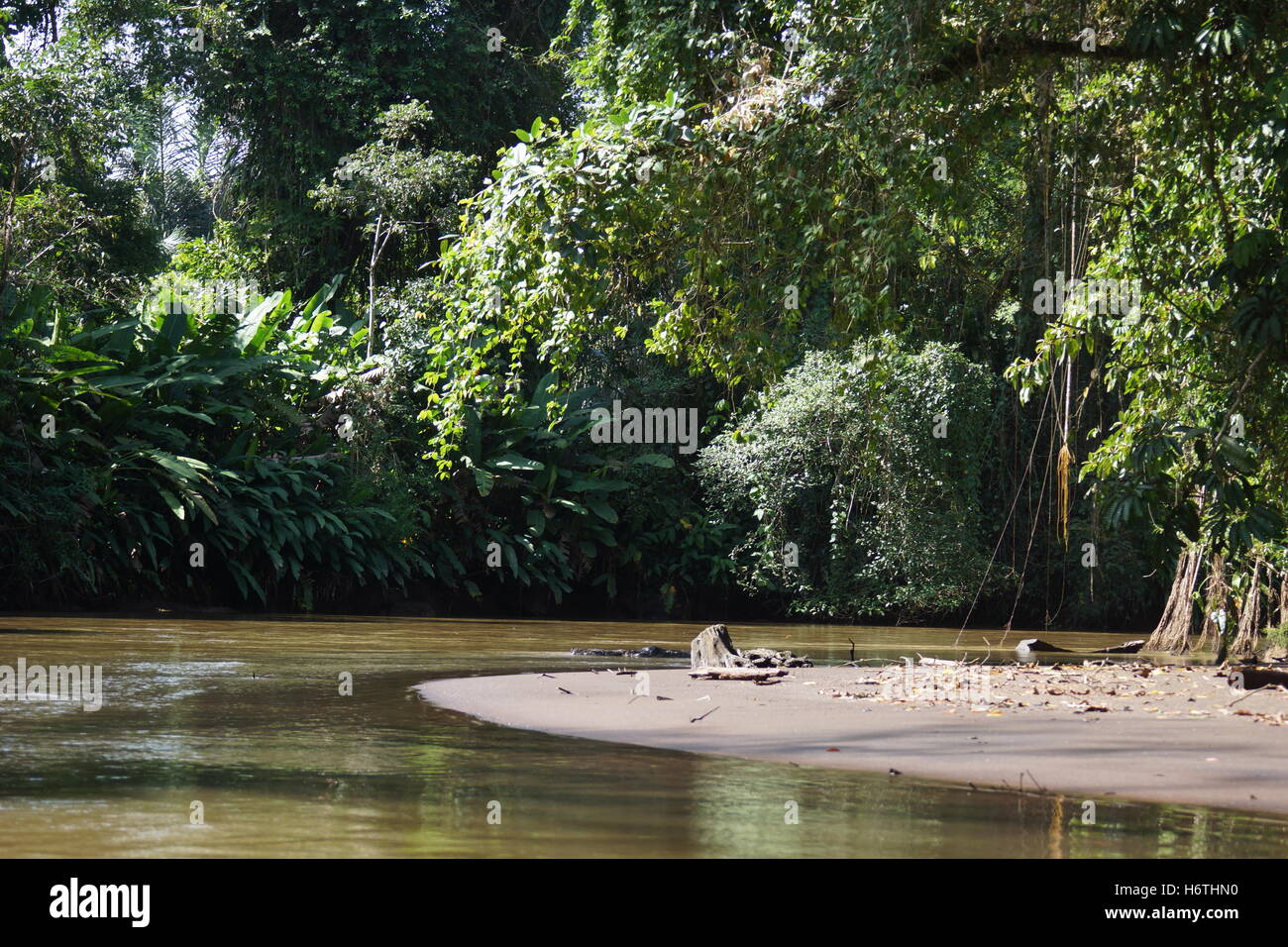 Tortuguero Canal scenery, Costa Rica Stock Photo - Alamy