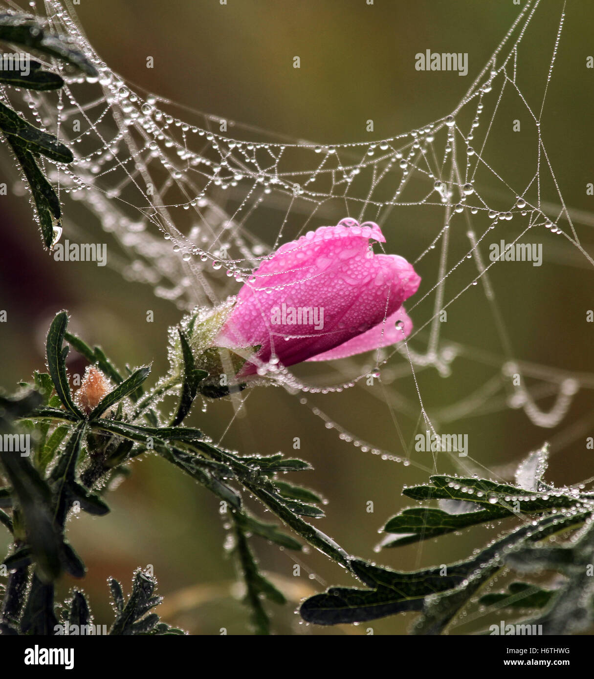 Fog drop hi-res stock photography and images - Alamy