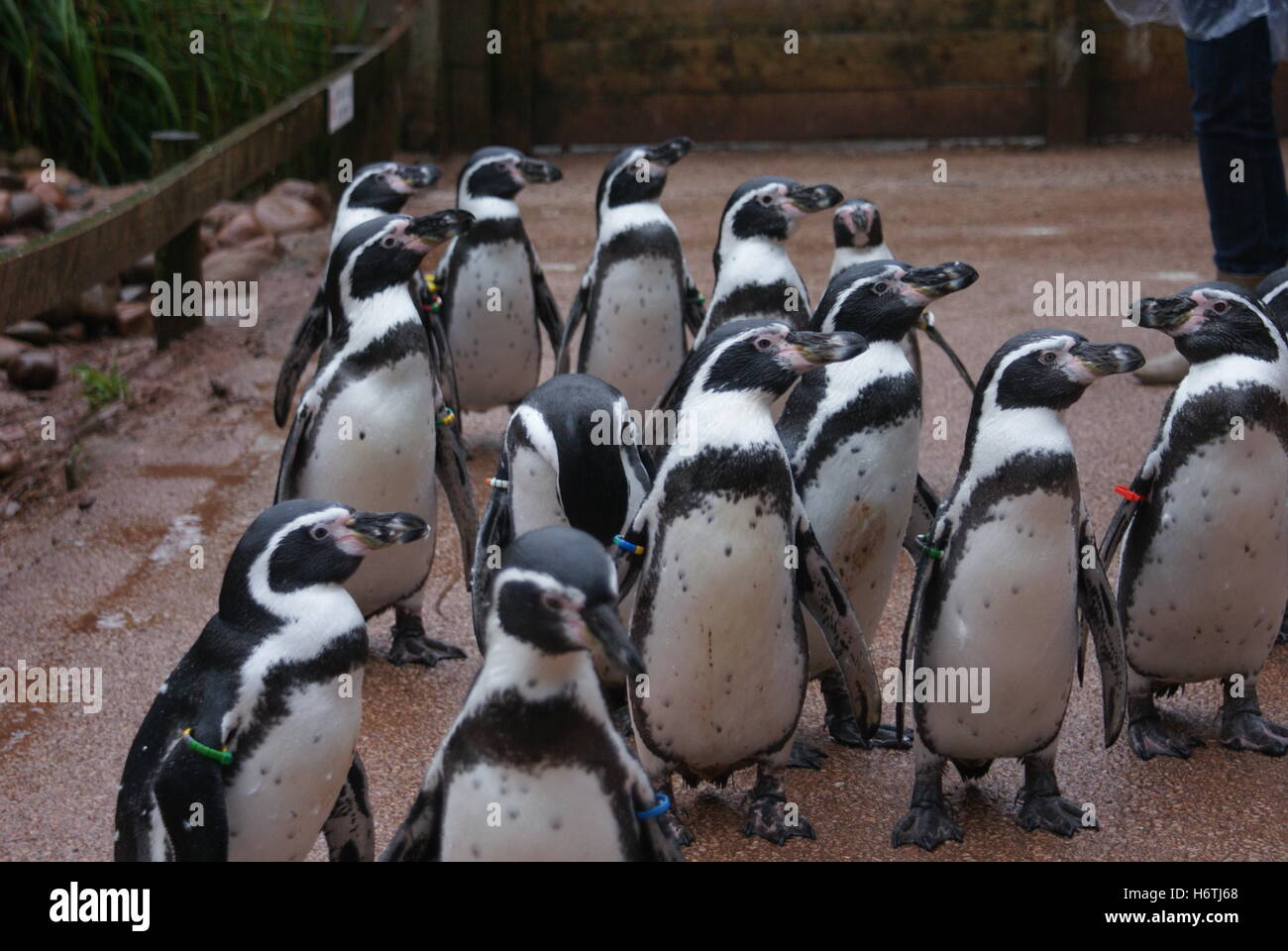 All black penguin hi-res stock photography and images - Alamy