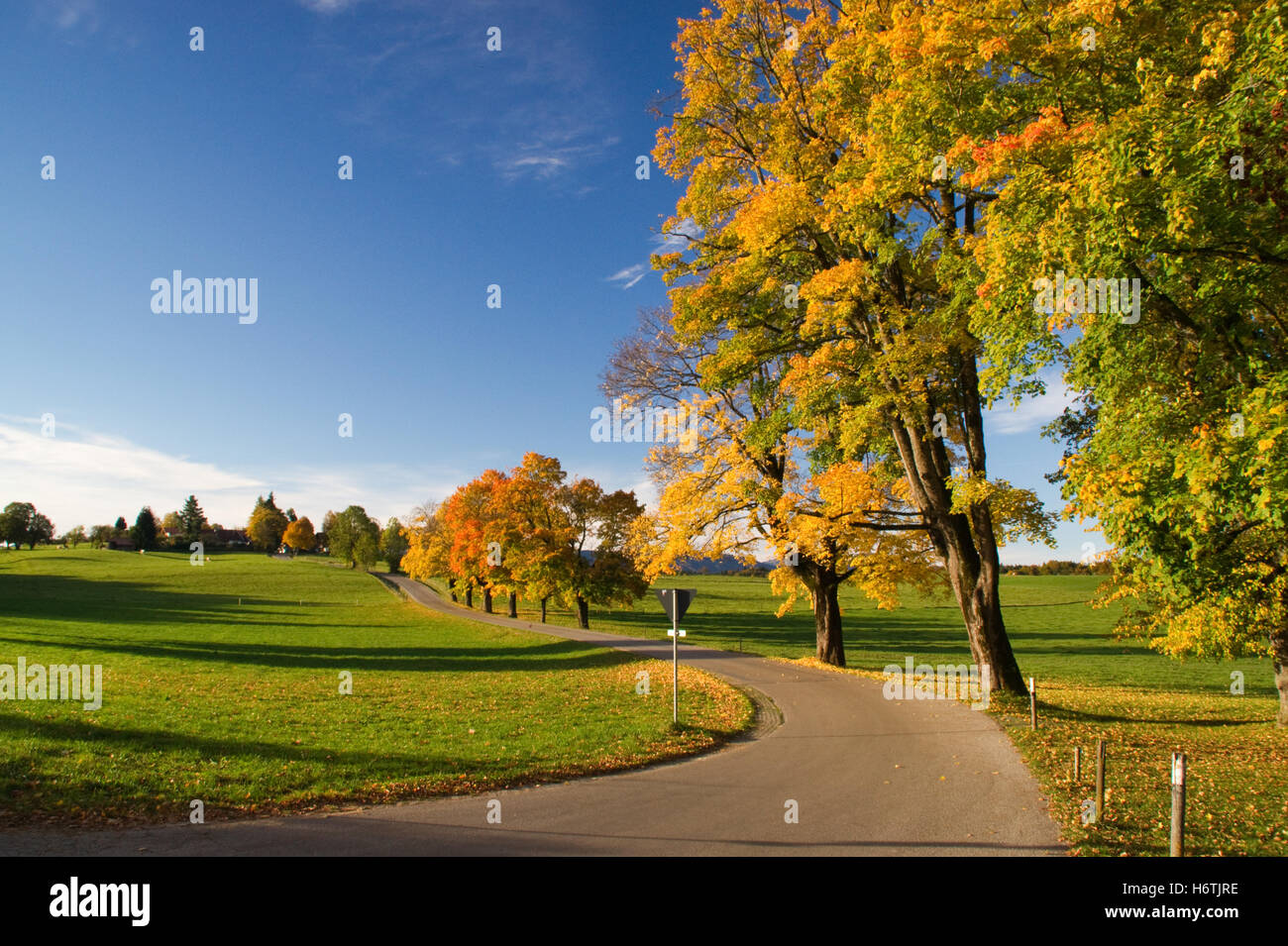 tree, trees, bend, path, way, street, road, blue, tree, trees, green ...
