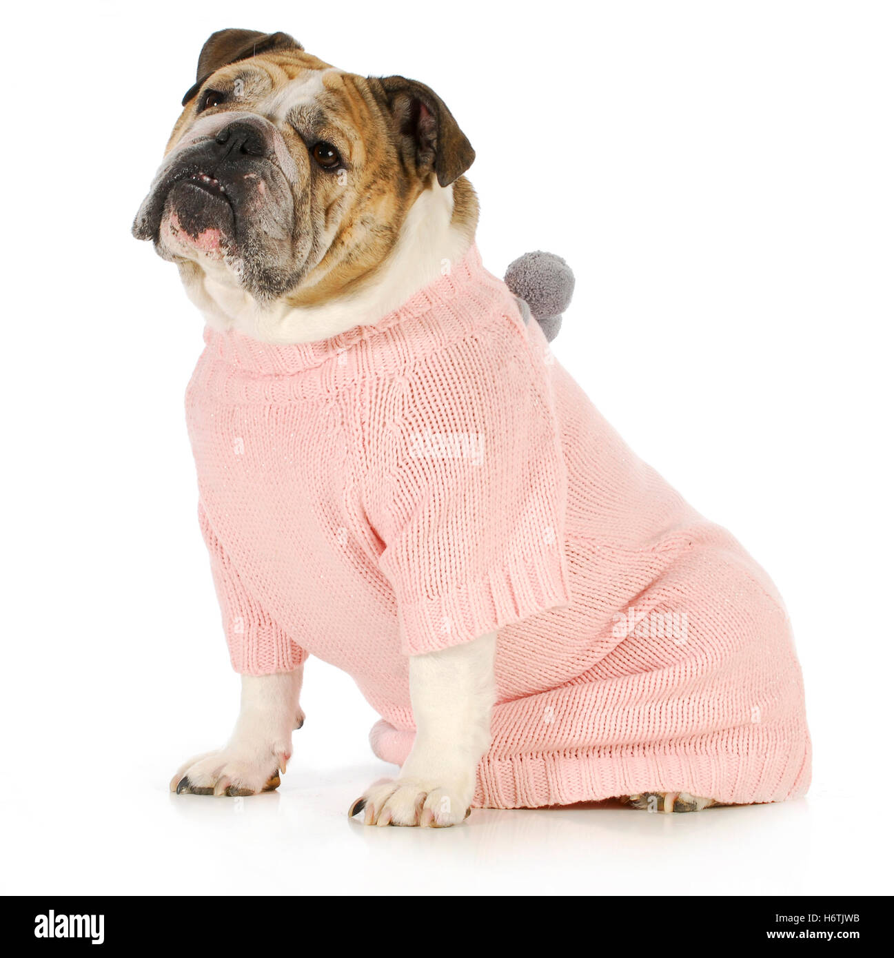 isolated, fashion, winter, animal, pet, dog, studio, puppy, sweater ...