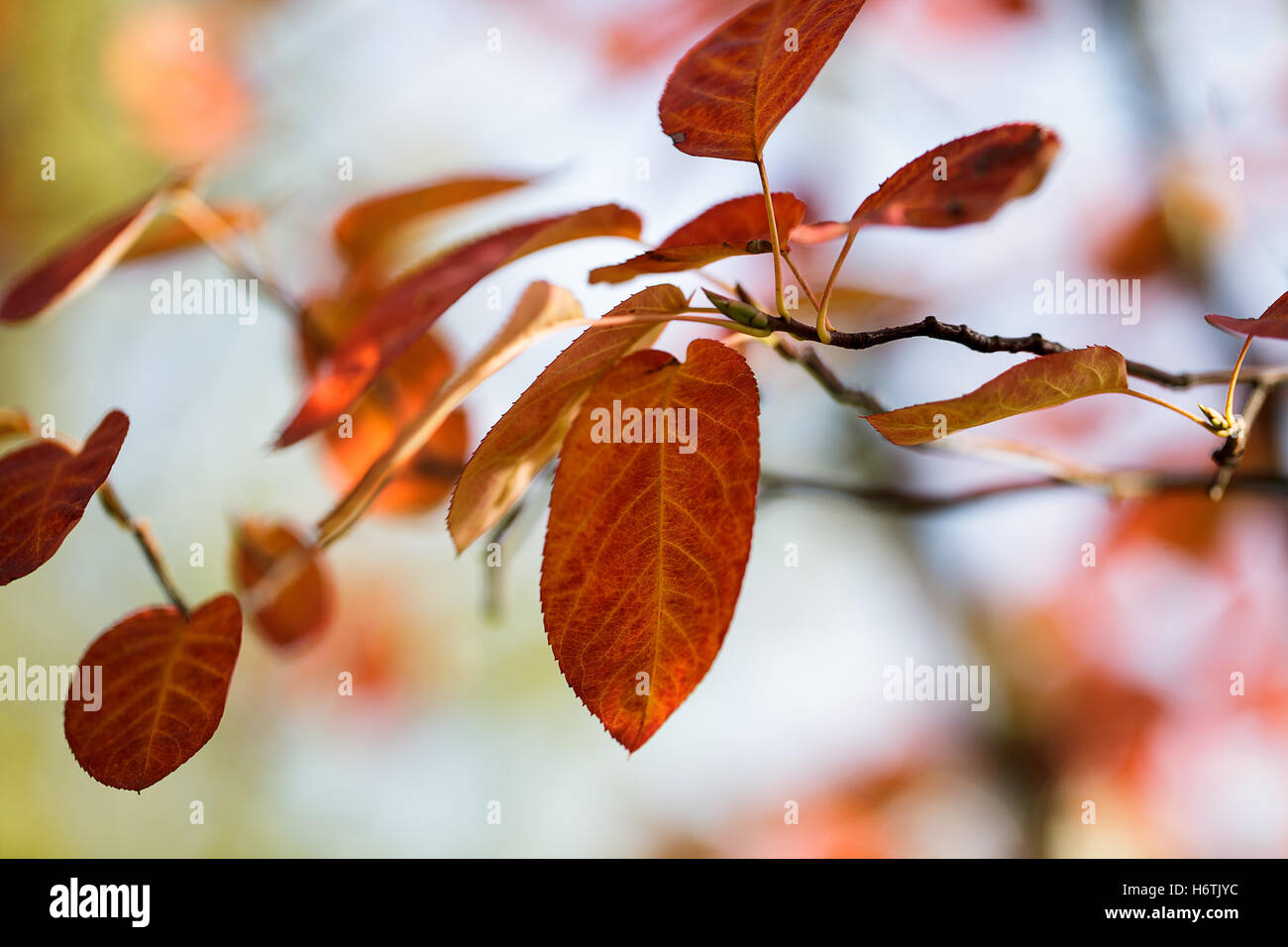 Faded brown colors hi-res stock photography and images - Alamy