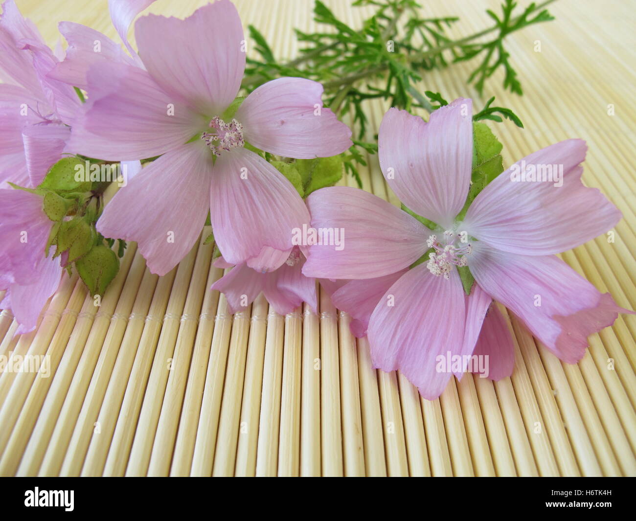 Wild Mallows Stock Photos & Wild Mallows Stock Images - Alamy