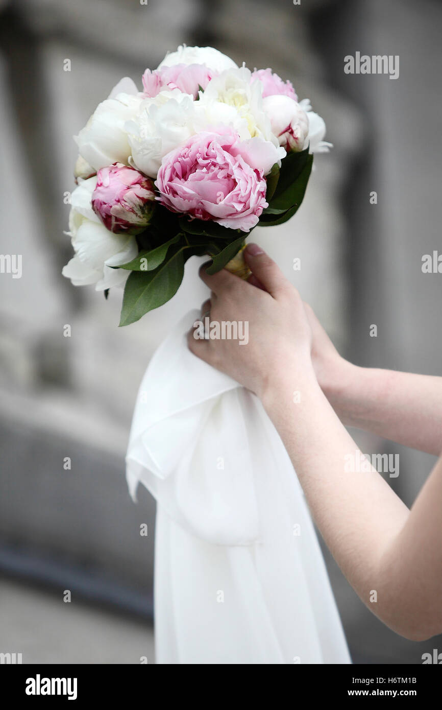 European peonies hi-res stock photography and images - Alamy